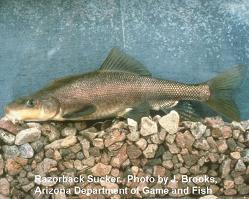 Razorback & Flannelmouth Sucker Hybridization — Arizona Game and Fish ...