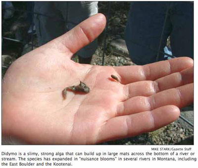 The BBC looks at Didymo (rock snot) – Coyote Gulch