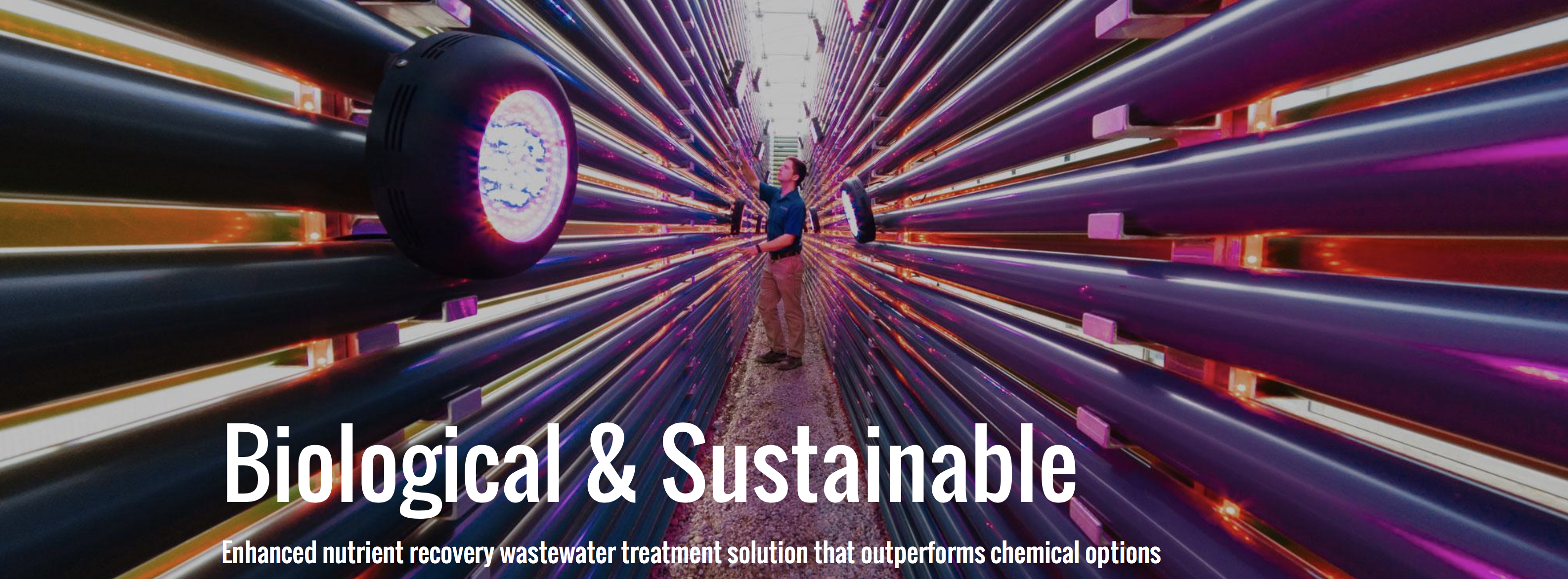 Clearas’ process uses algae to remove phosphorus and nitrogen from ...