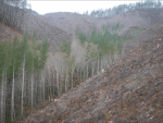 @OregonState: Forest harvesting rules effectively protect water quality ...