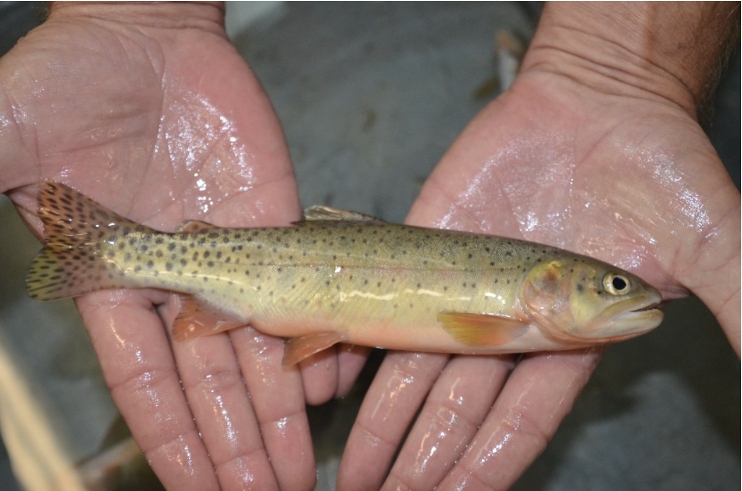 CPW announces discovery of unique cutthroat trout in southwest # ...