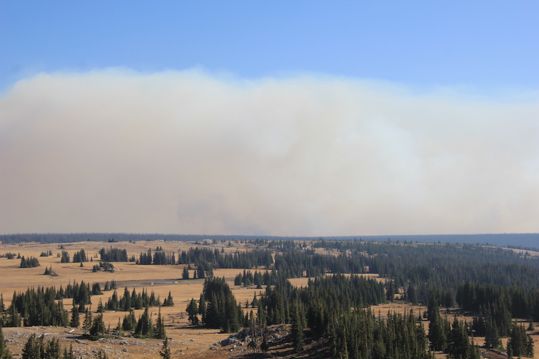 An Invasive Grass Species Has Taken Root in The Mullen Fire Burn Scar ...
