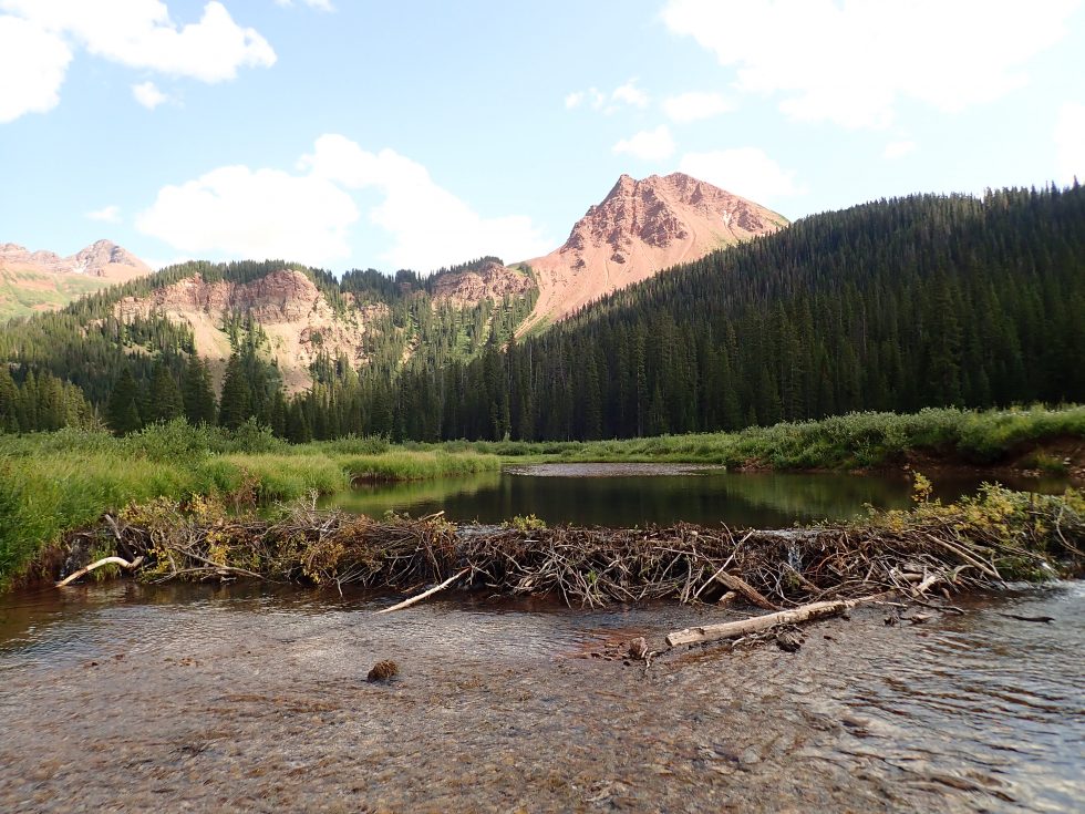 Scientists: Beavers latest tool to emerge in rebuilding #drought ...