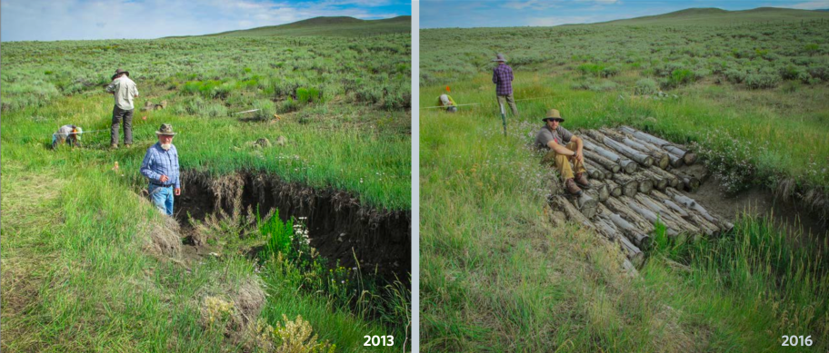 Western settlers caused erosion in wet meadows. Now, volunteers are ...