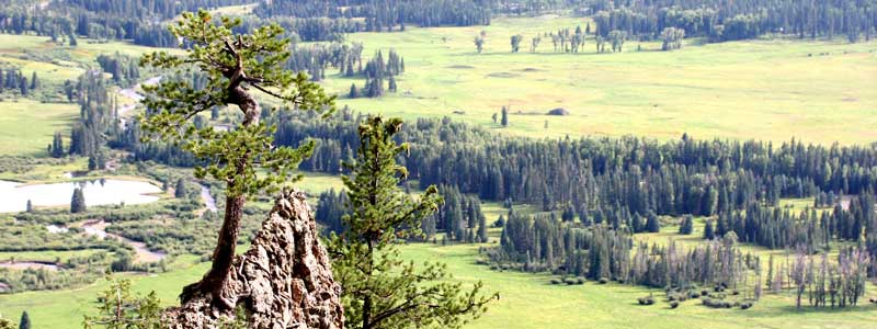 What is a Tree? How Does it Work? — #Colorado State Forest Service ...
