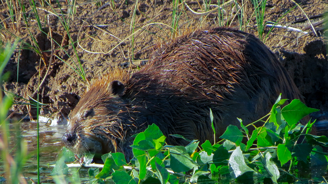 Nature’s Supermarket: How Beavers Help Birds — And Other Species ...