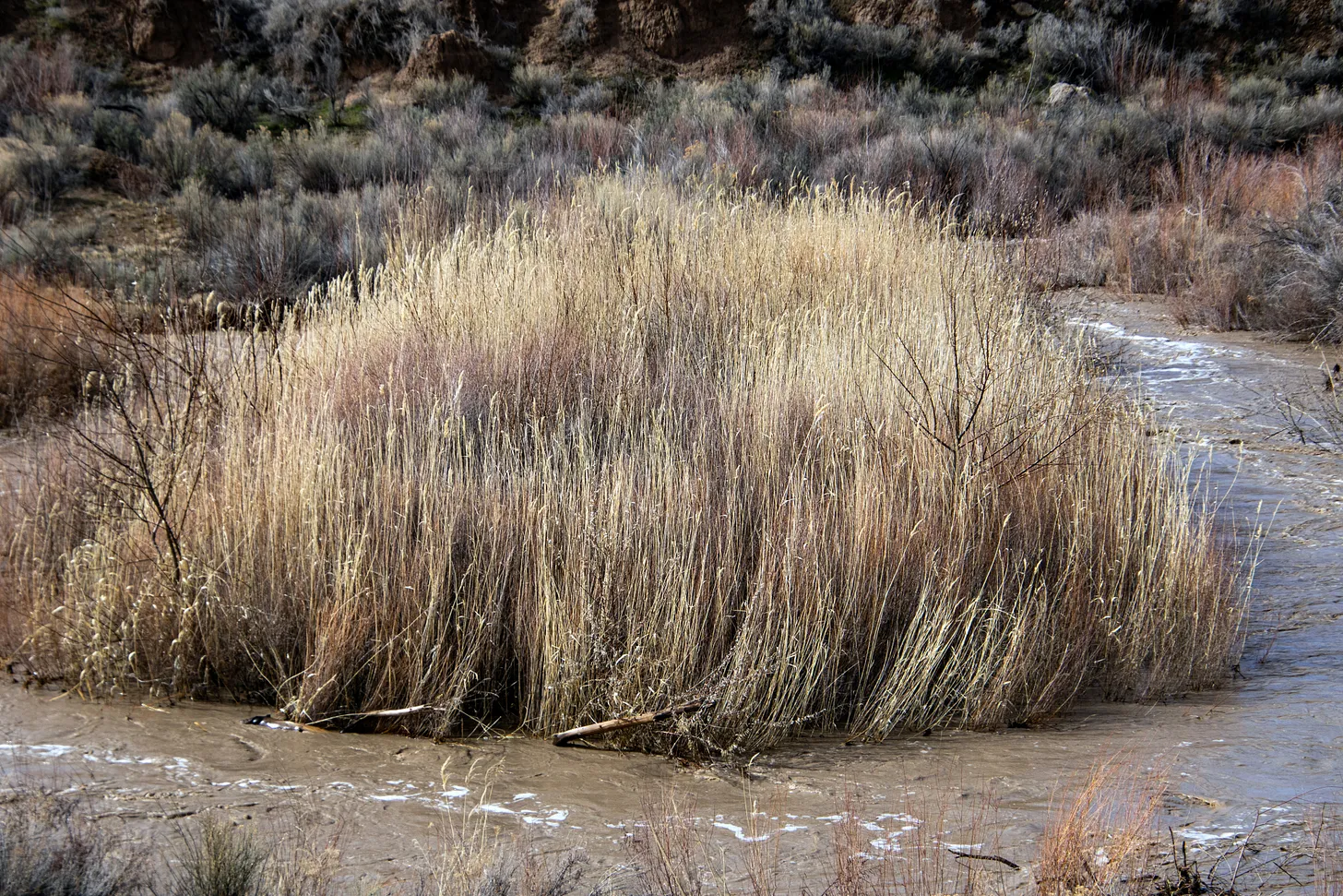 grass and mcelmo creek 03162023 jonathan p thompson land desk – Coyote ...