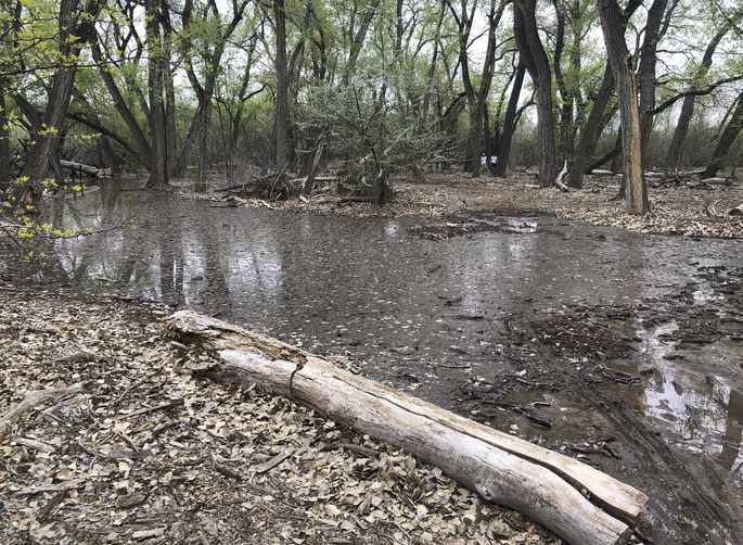 Bosque Del Apache overbanking as the #RioGrande rises — John Fleck ...