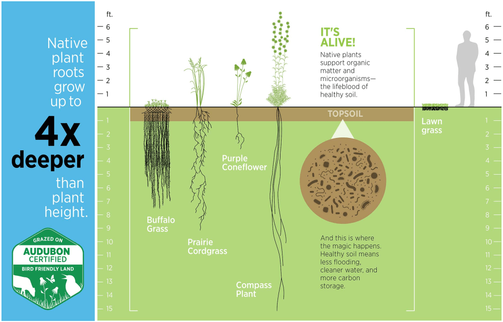 Diggin’ Deeper into the Underworld of Grasslands: Unearthing the ...