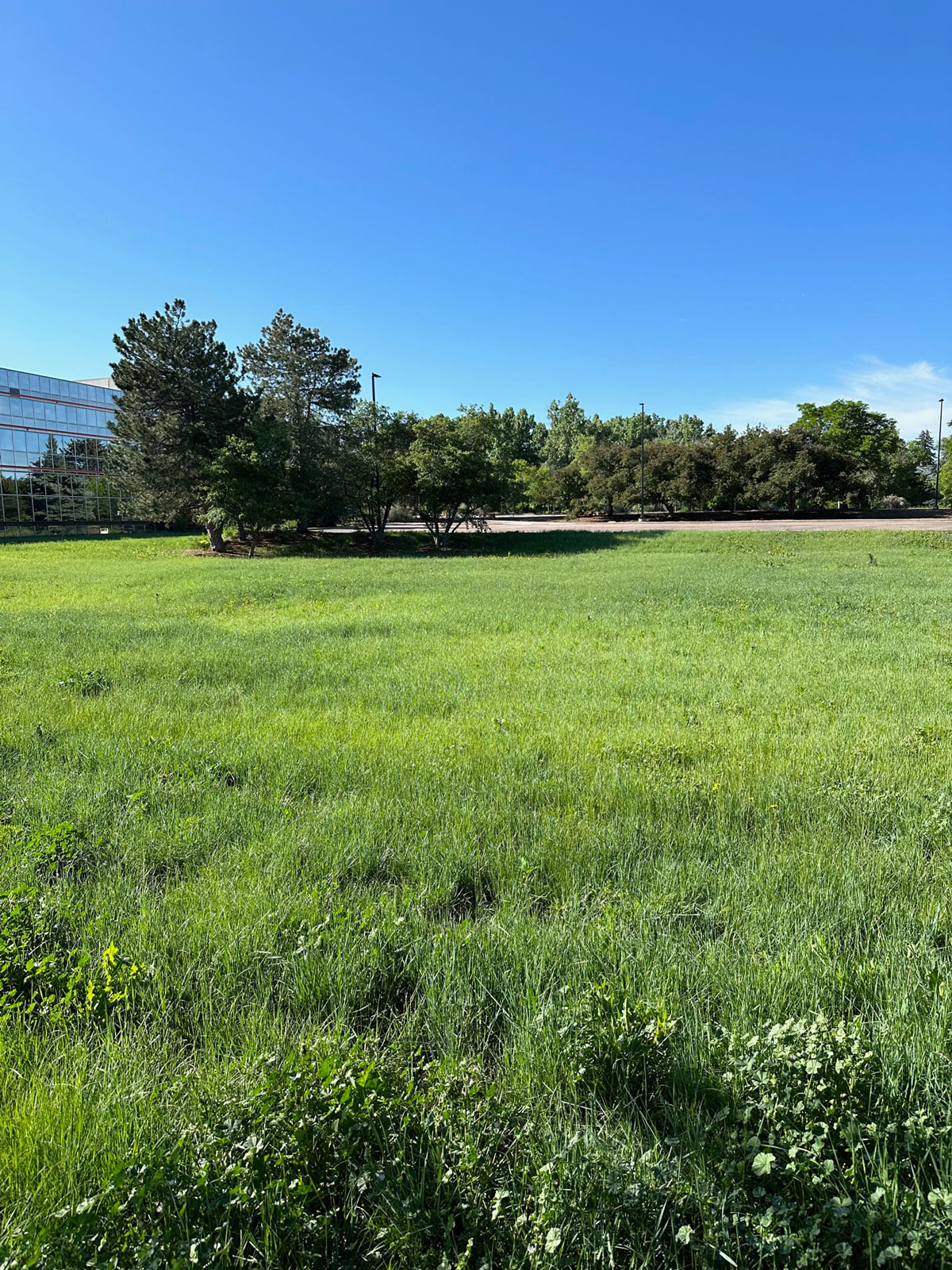 Making the switch to save #water: Prairie grasses take root in first ...