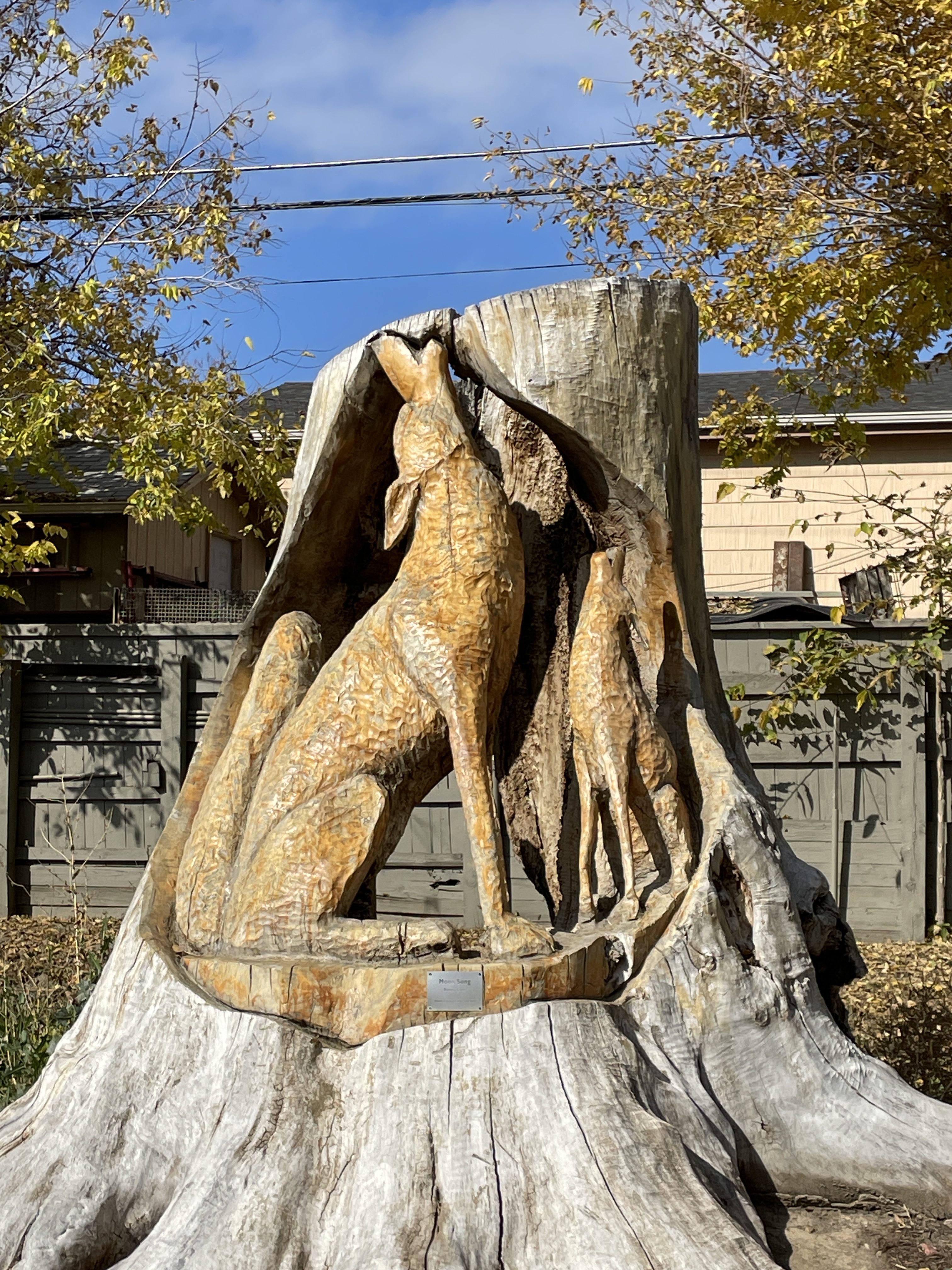 Coyotes at Twin Lakes Park – Coyote Gulch