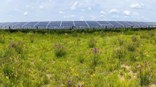 native grasses and flowering plants solar sites agronne national lab ...