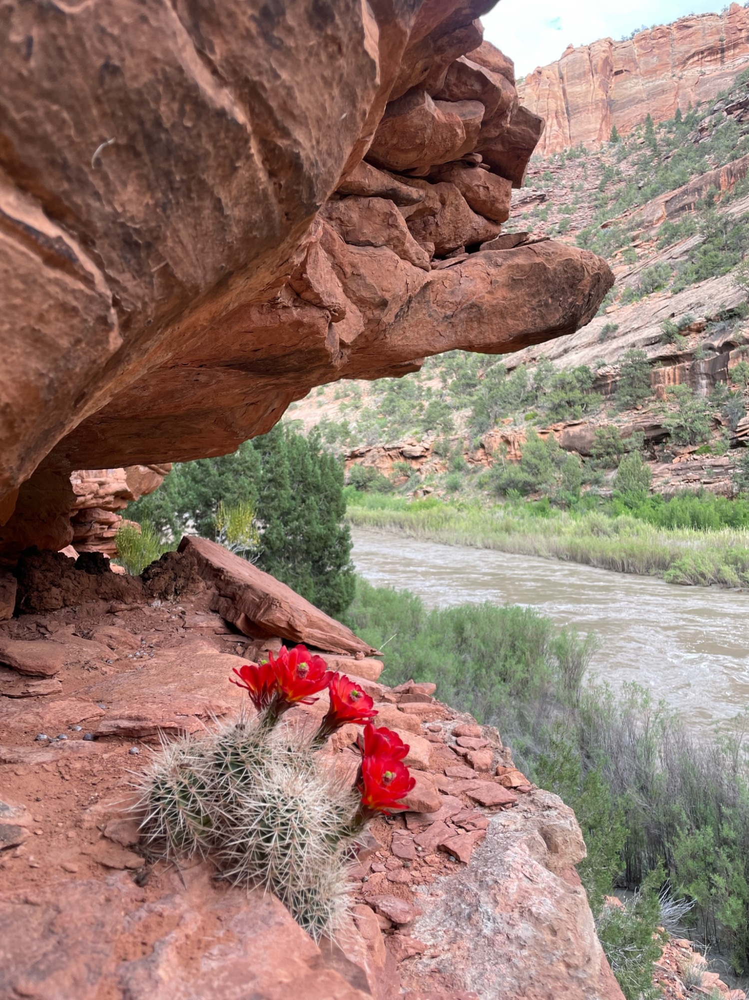dolores river canyon flowers david joswick – Coyote Gulch