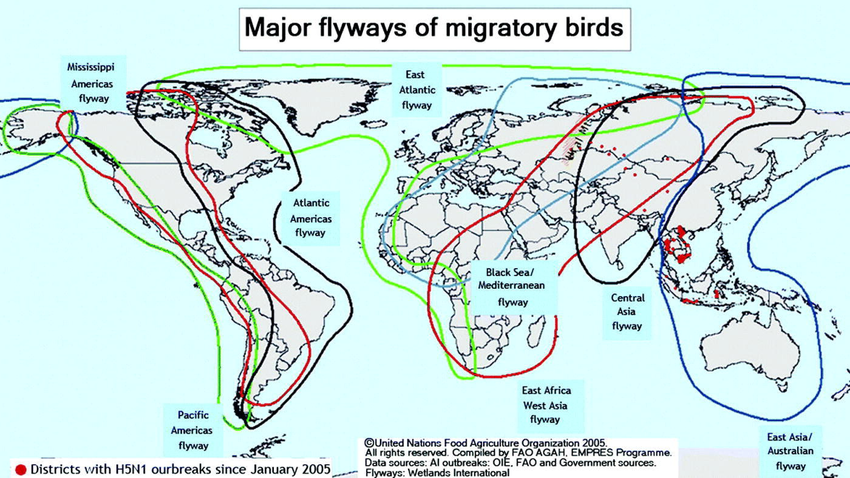 Map-showing-the-global-routes-of-migratory-birds John Lodewijk van ...