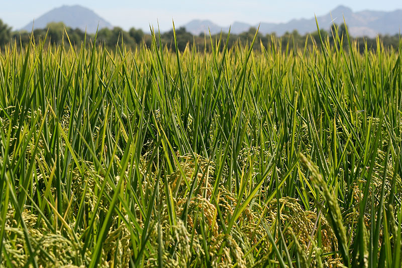 california-rice field think rice – Coyote Gulch