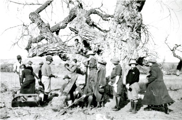 council tree fort collins museum of discovery – Coyote Gulch